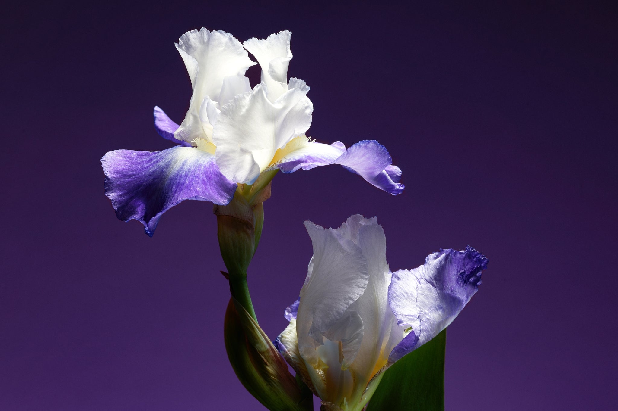 SHOLAYIDÉ ® | The Scent of Iris - Sacred.Notes